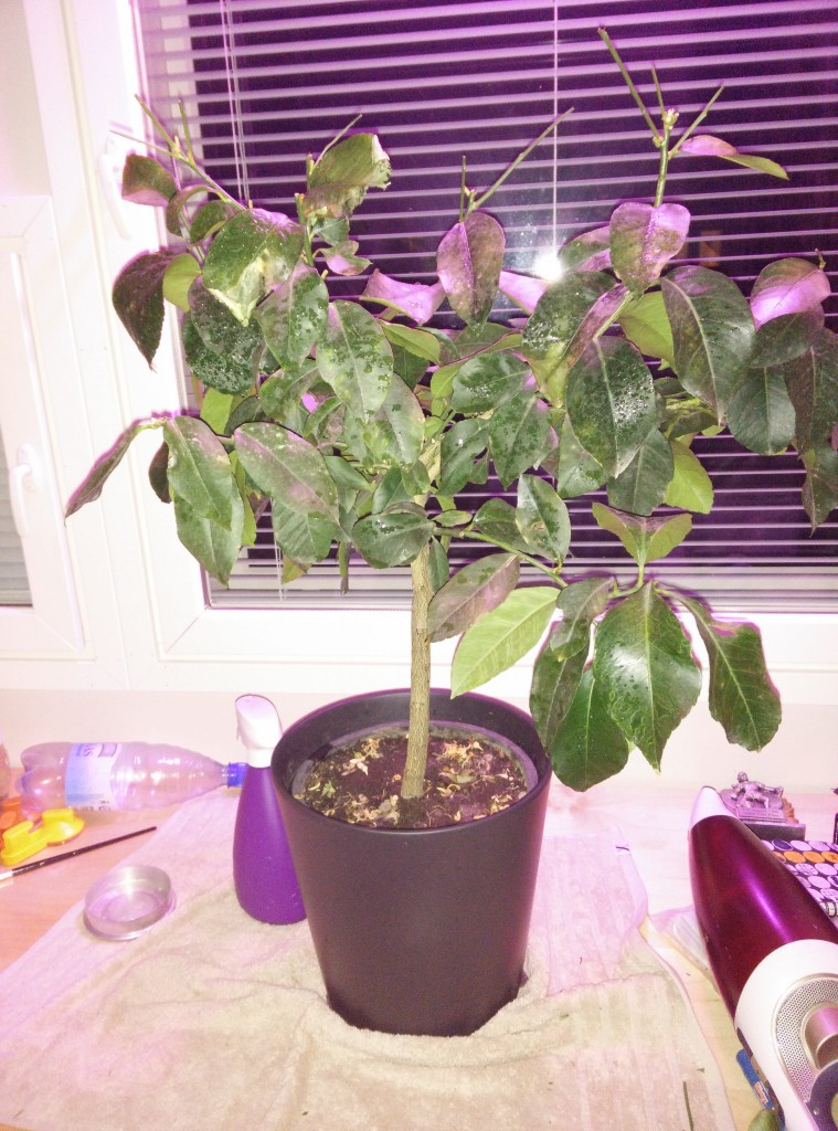 Read 1 answer to a question about frozen lemon tree - Gardening Know ...