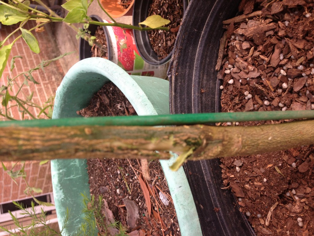 Read 2 answers to a question about Damage to a sapling - Gardening Know ...