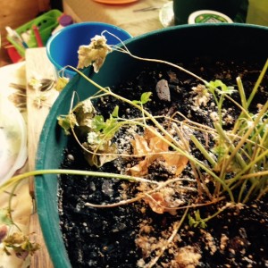 Read 2 answers to a question about What is considered the "Crown" of ...