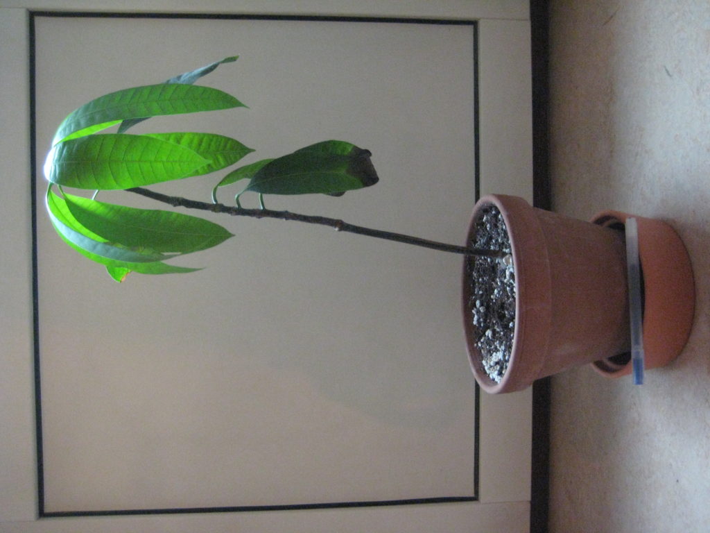 Read 1 answer to a question about Mango in pot, all leaves falling ...