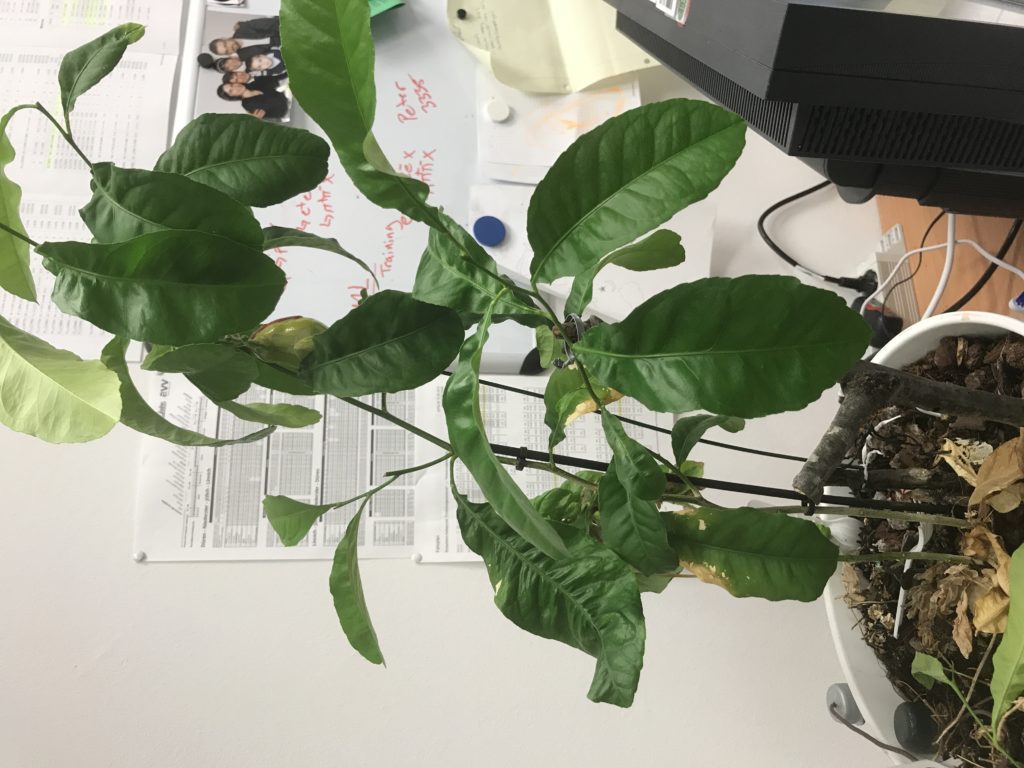 Read 1 answer to a question about Lemon tree sapling - Gardening Know ...