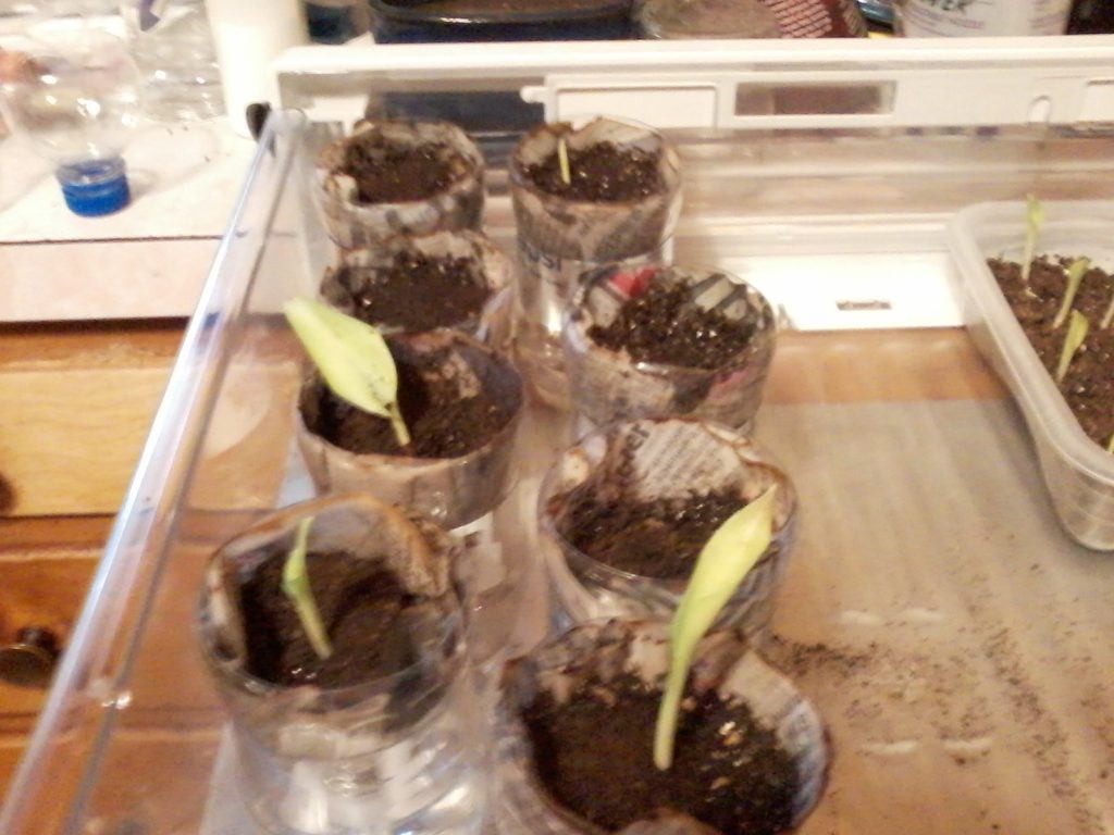 Read 2 answers to a question about Canna lily seedlings - Gardening ...