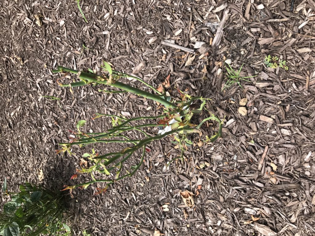 Read 1 answer to a question about Rose bush transplanted - Gardening ...