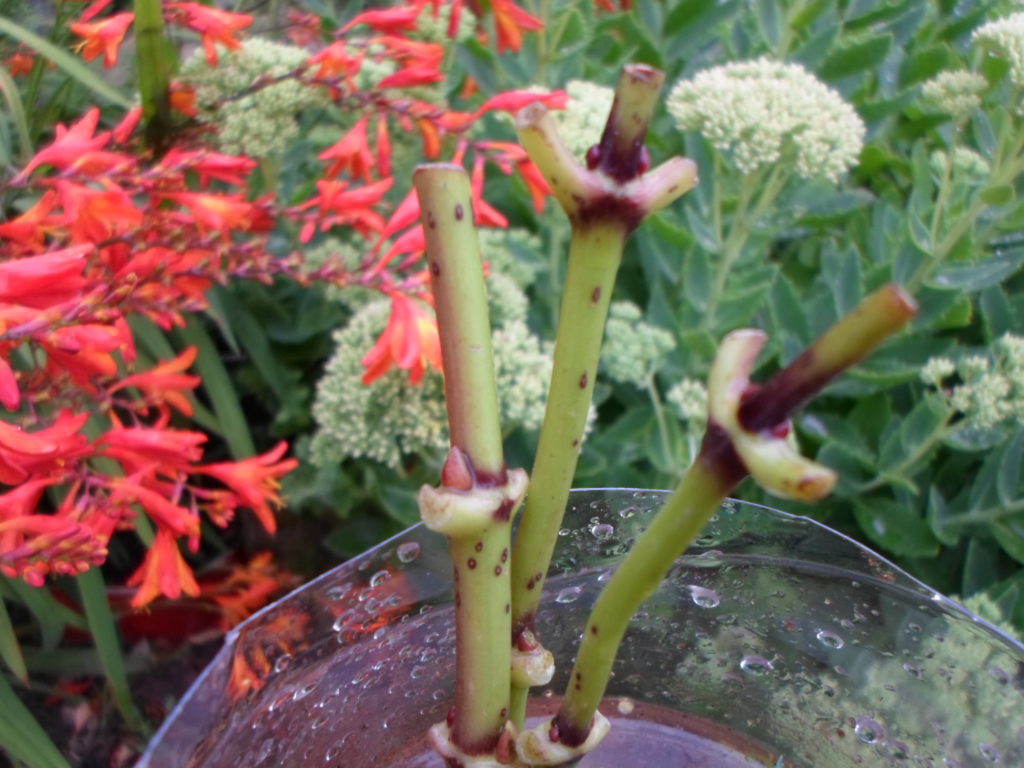 Read 1 answer to a question about growing a rose bush from cane ...