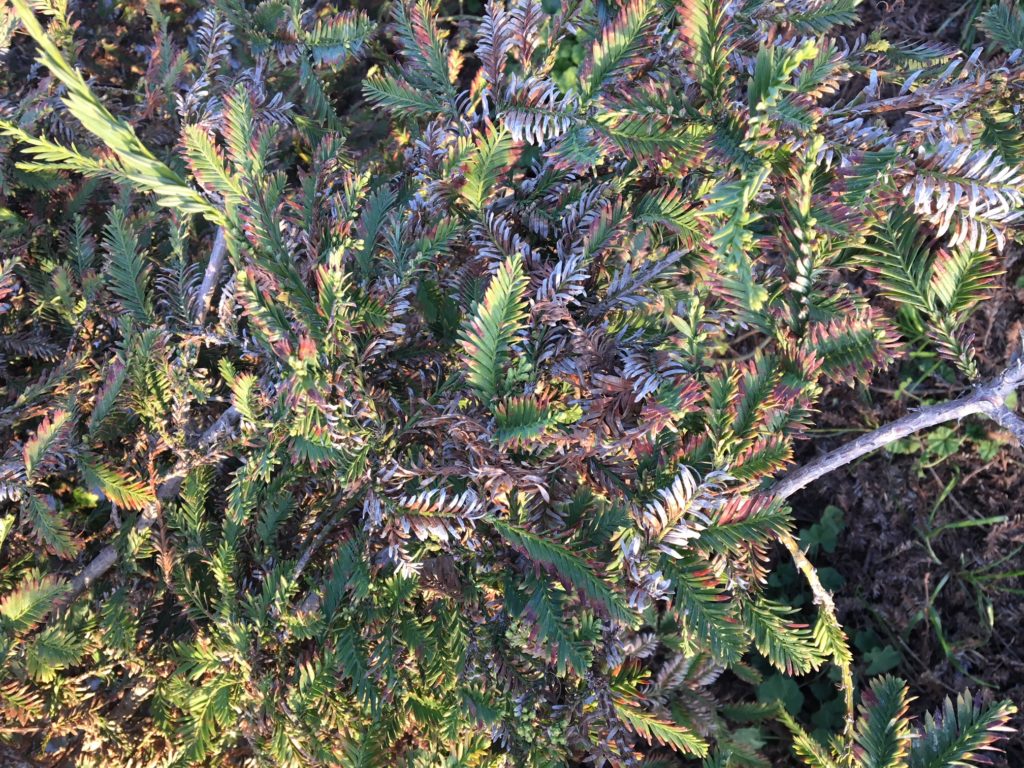 Read 1 answer to a question about aptos blue redwood trees mold ...