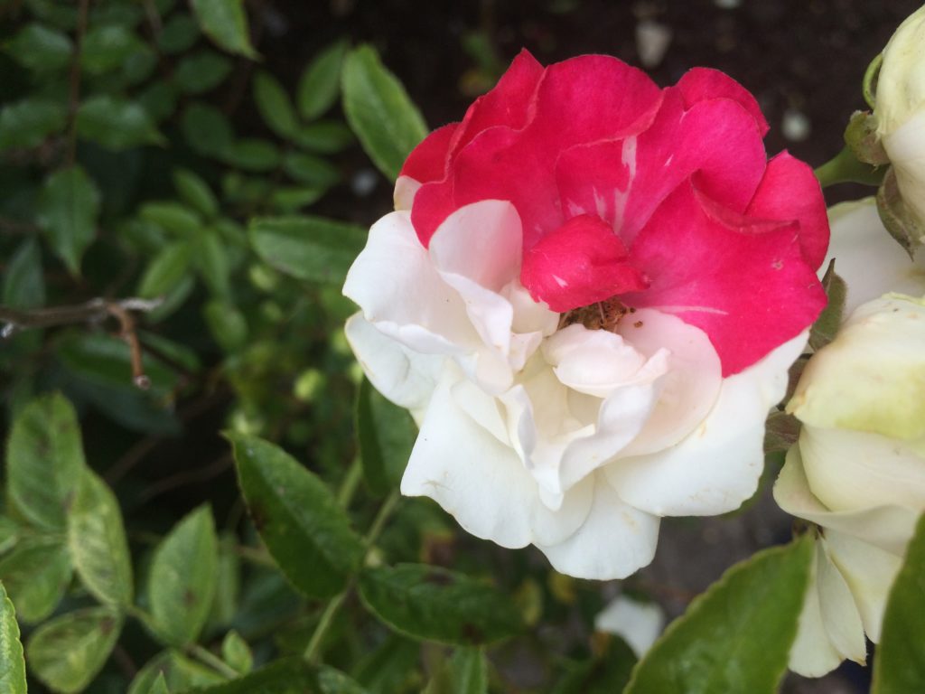 Read 1 answer to a question about Cross Pollination of Rose Bushes ...