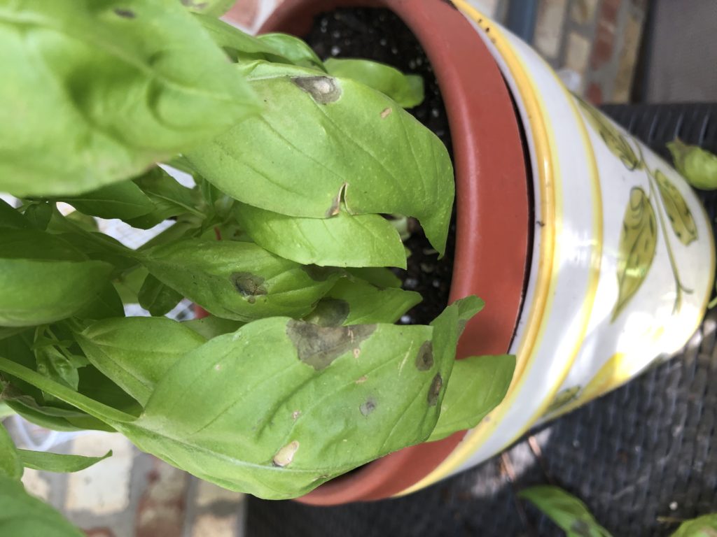 Read 1 answer to a question about What’s causing brown patches on my ...