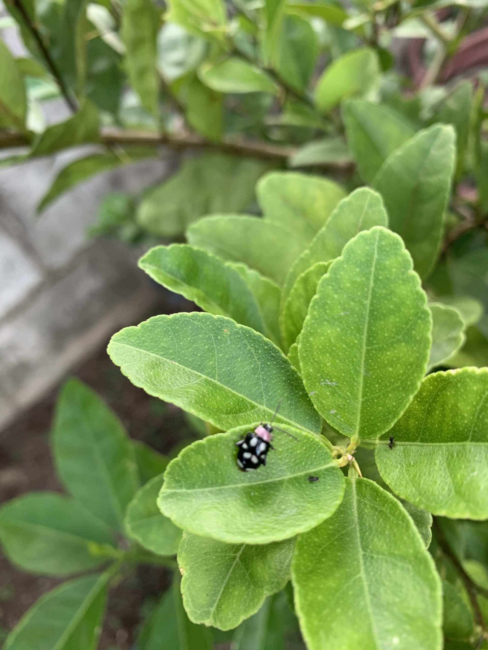 Read 1 answer to a question about Can Someone Identify The Bugs On My ...
