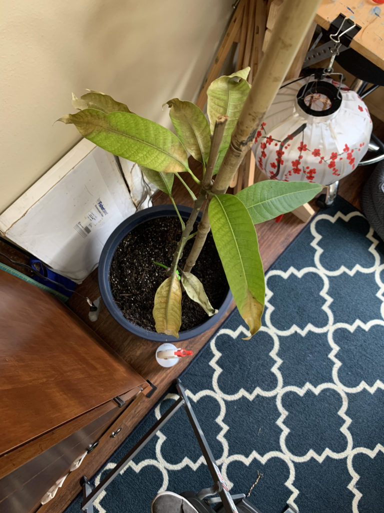 Read 2 answers to a question about Why Is My Mango Transplant ...