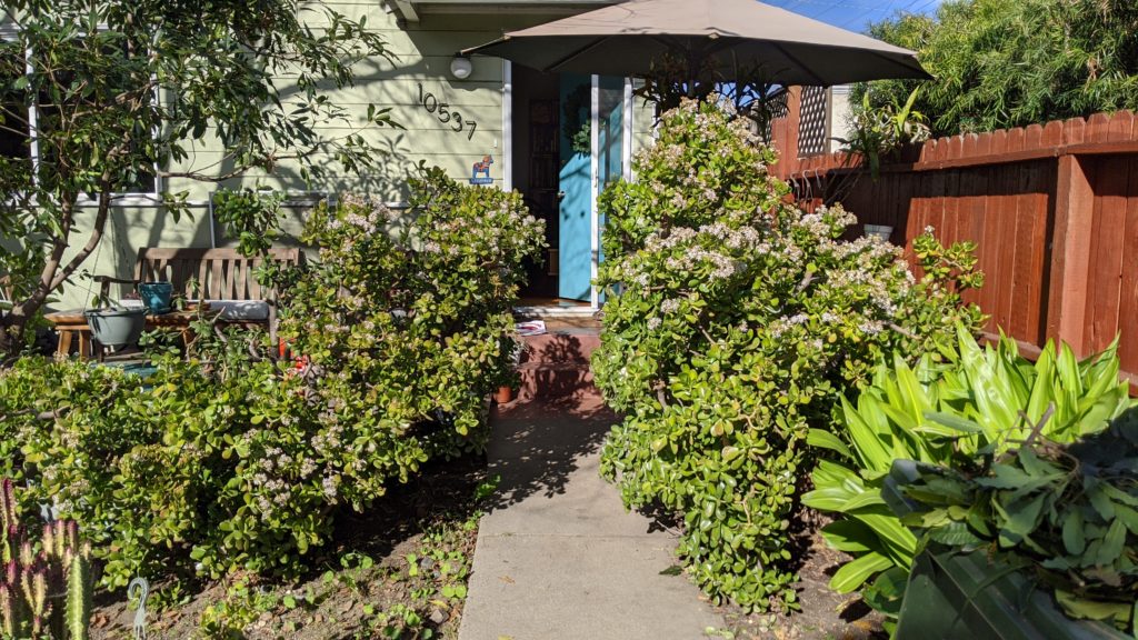 Read 1 answer to a question about Cutting And Replanting Jade Trunks ...