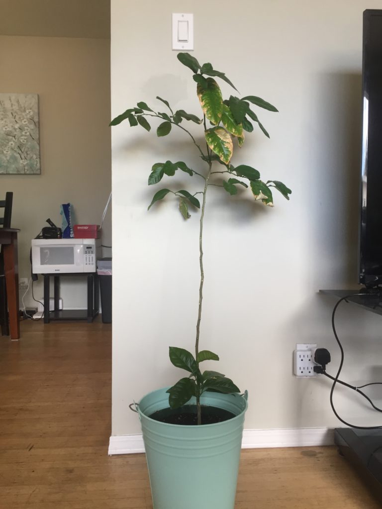 Read 1 answer to a question about Does My Indoor Lemon Tree Have A ...
