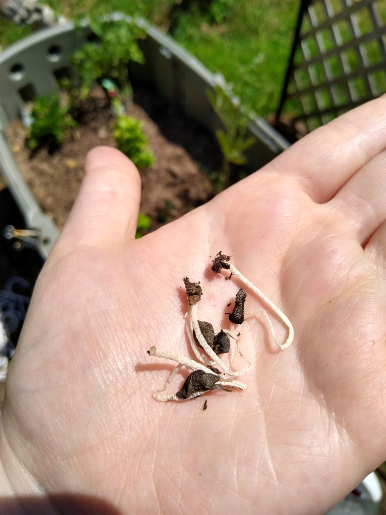 Read 1 answer to a question about White Tendrils(?) Growing Around Hemp ...