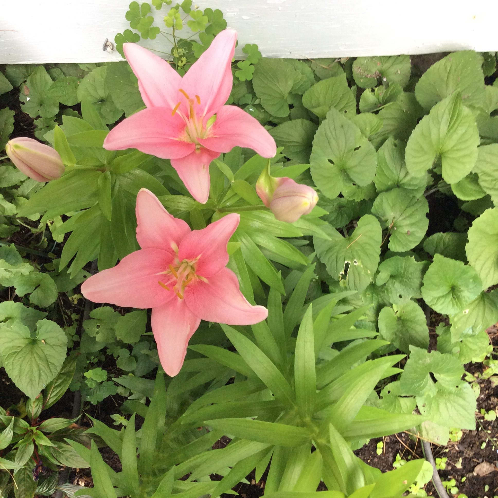 Read 2 answers to a question about Lily With 5 Tepals? - Gardening Know ...