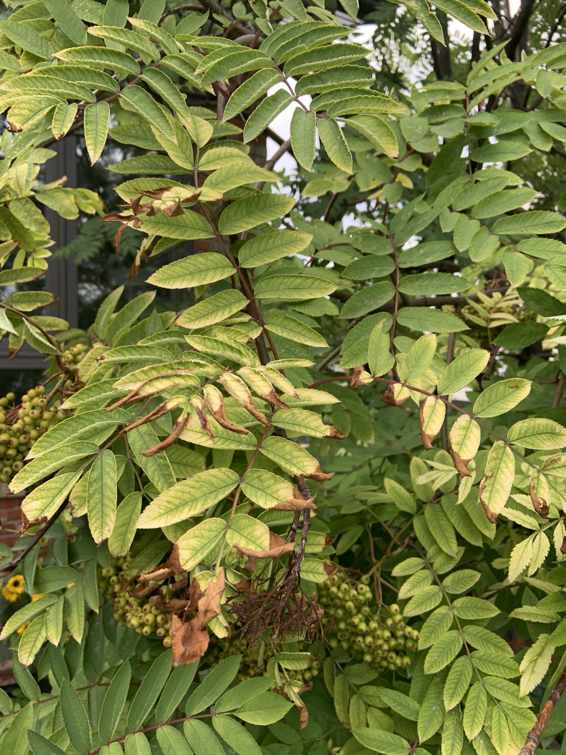Read 1 answer to a question about I Have A Mountain Ash Tree With ...