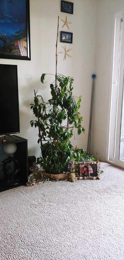 Read 1 answer to a question about Root Shock & Mold - Gardening Know ...