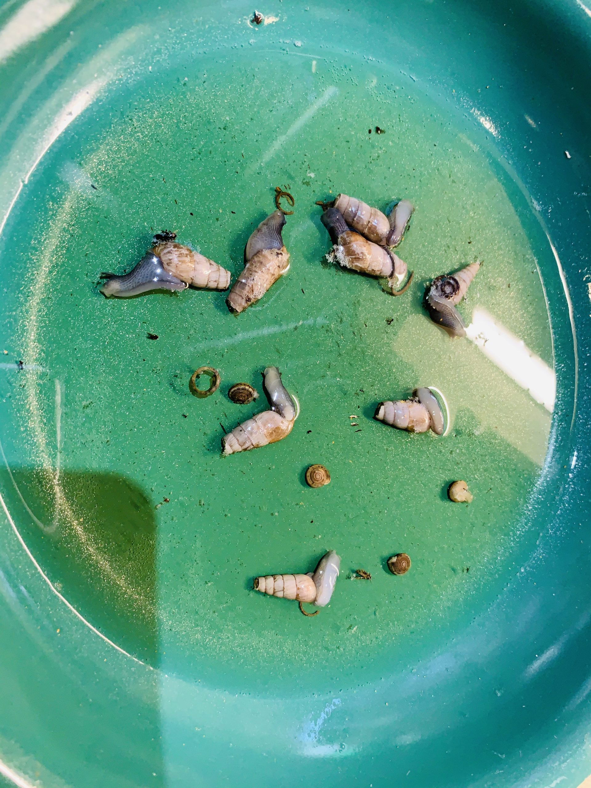 Read 1 answer to a question about Hosta - Snails Or Grubs - Gardening ...