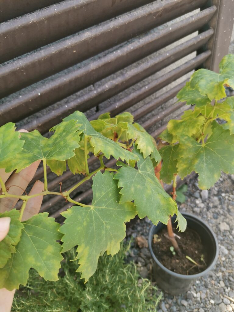 Read 2 answers to a question about Nutrient Deficiency Of My New ...
