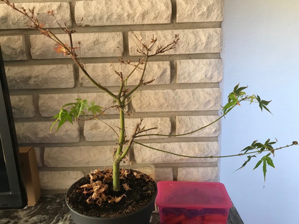 Read 2 answers to a question about A Sick Japanese Maple Tree ...