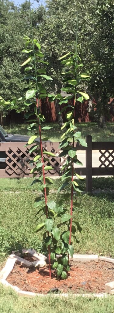 Read 1 answer to a question about How Can I Get Trunk To Grow Thicker ...