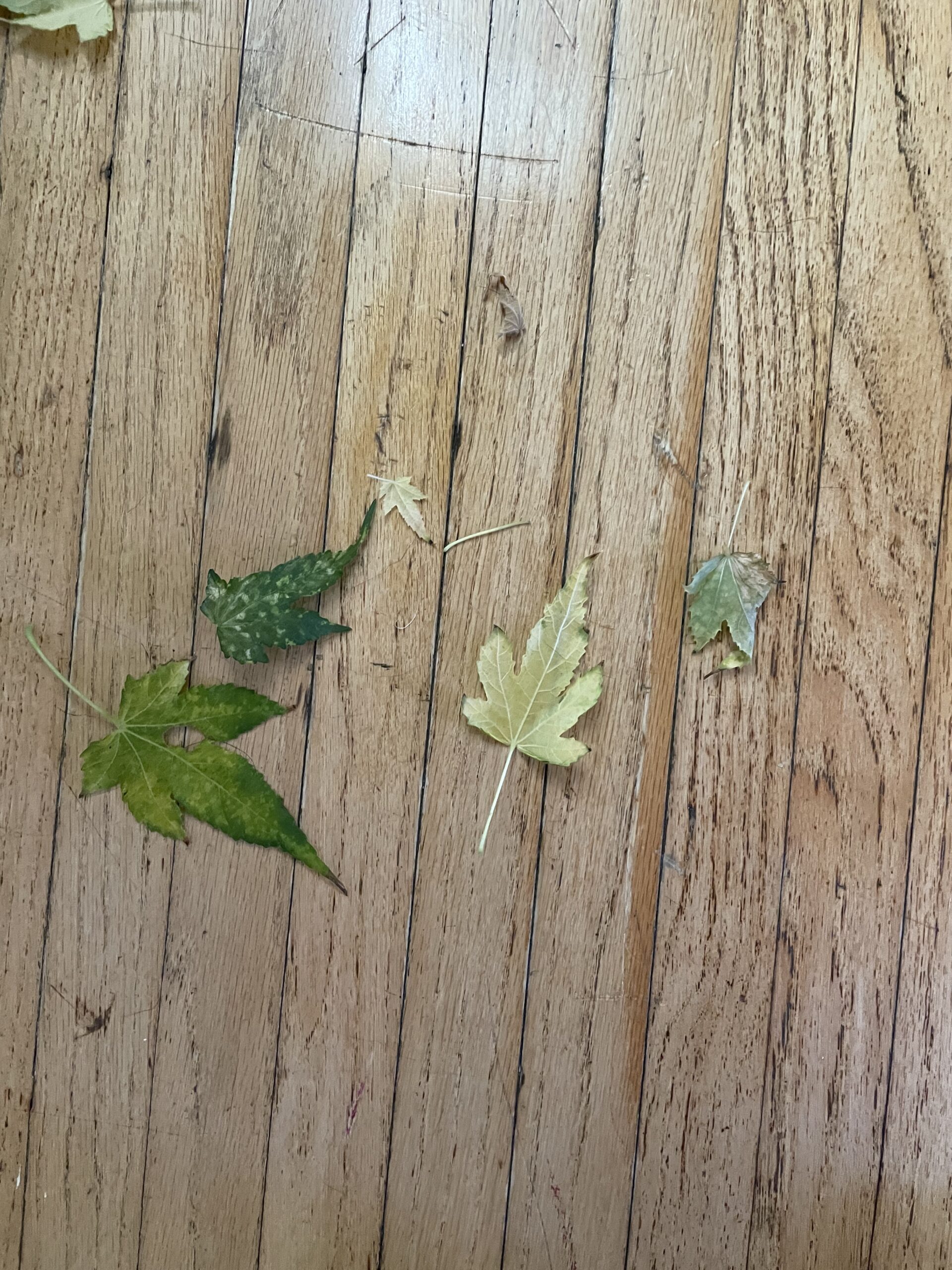 Read 1 answer to a question about Abutilon Leaves Crispy Tips ...